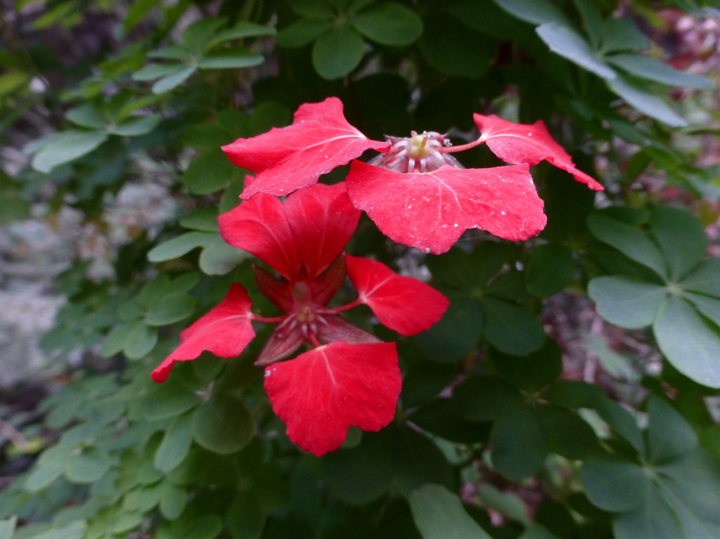 Chilean Flame Creeper from Lake Coleridge, Canterbury, New Zealand on ...