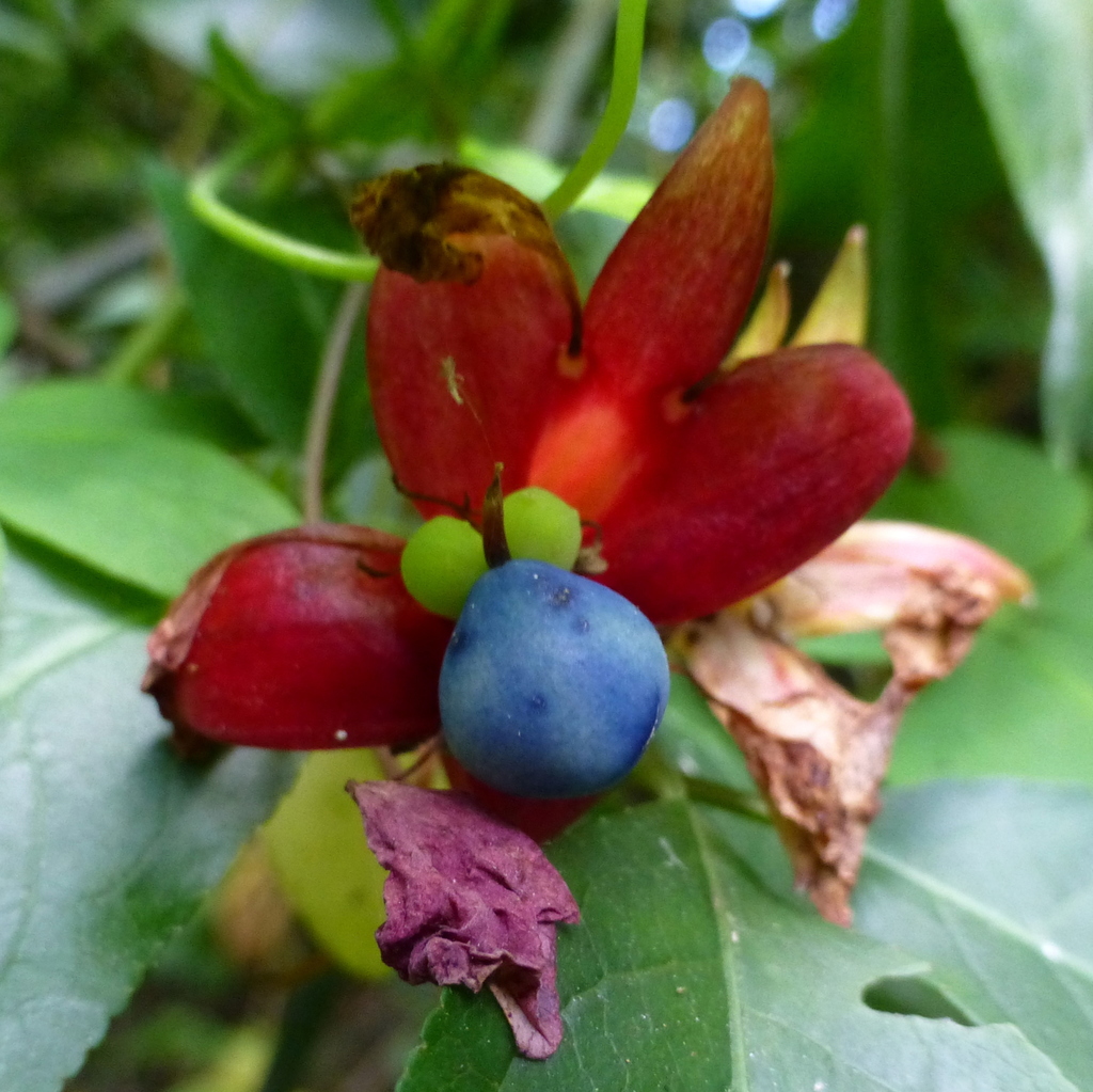 Chilean Flame Creeper from Lake Coleridge, Canterbury, New Zealand on ...