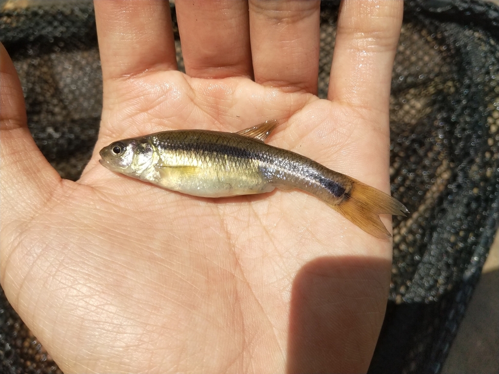 Fathead Minnow from Payson, AZ 85541, USA on July 12, 2023 at 01:15 PM ...