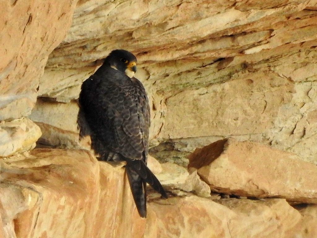 Peregrine Falcon from Mesa County, CO, USA on May 21, 2015 at 08:05 AM ...