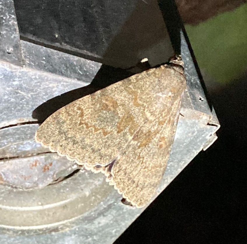 French Red Underwing from Andreus, Sardoal on July 13, 2023 by Maria ...
