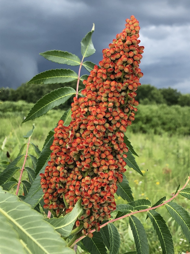 smooth sumac from Owen Conservation Park, Madison, WI, US on July 13 ...