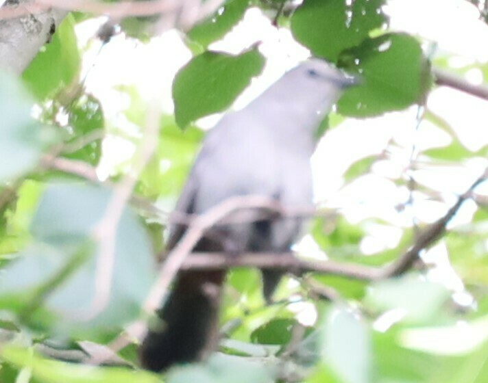 Gray Catbird from Isabella, Michigan, United States on July 13, 2023 at ...