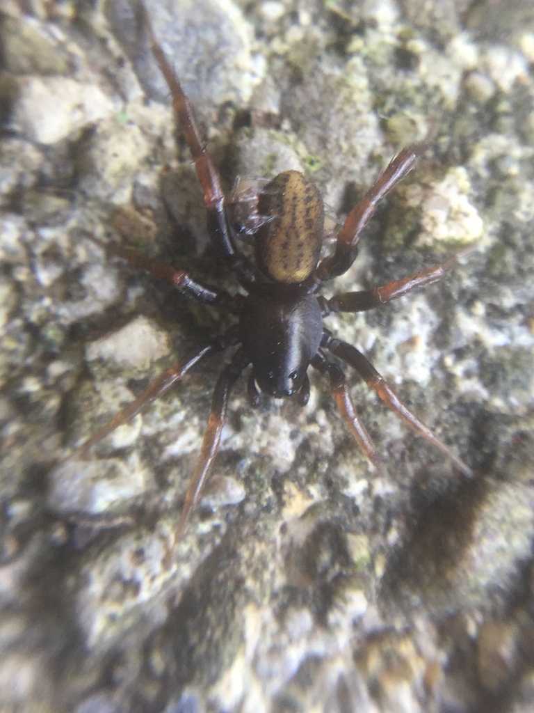 Allocosa funerea in July 2023 by Matthew Lindsey. Notes: - Few ...