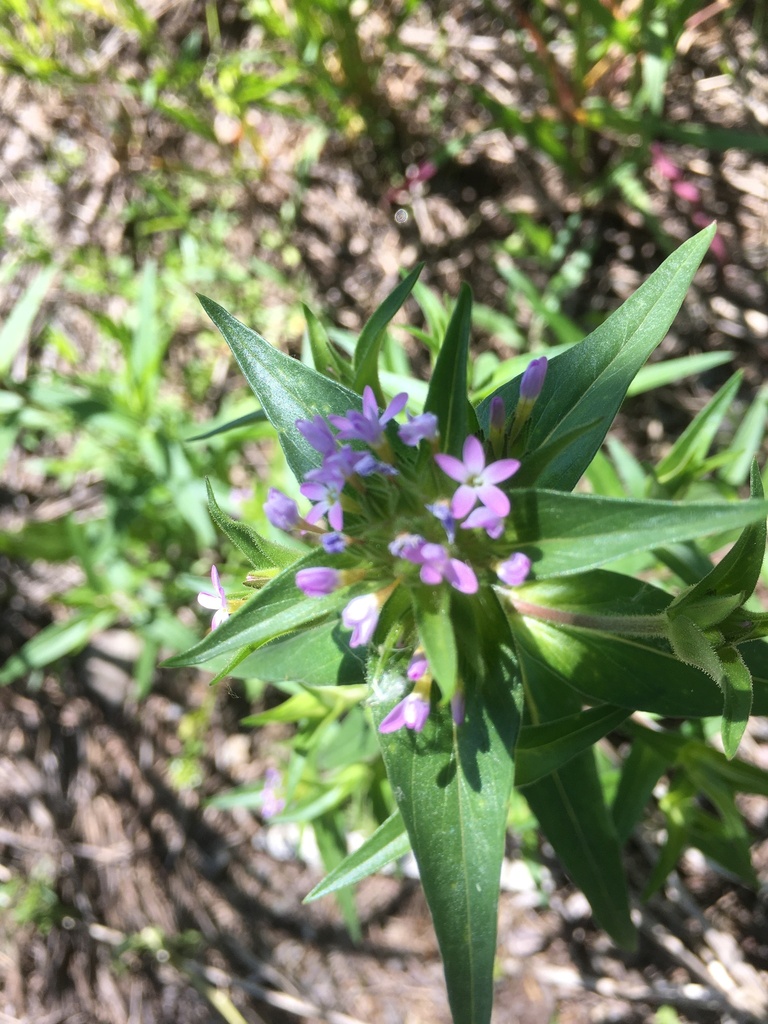 narrow-leaf mountain trumpet from W Mallard Rd, Jackson, WY, US on June ...