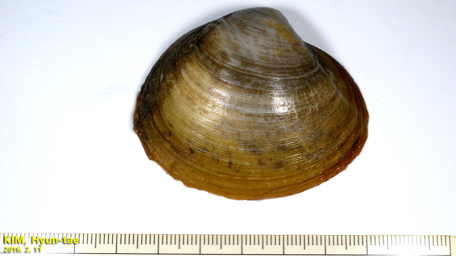 Spisula sachalinensis (Schrenck, 1862)