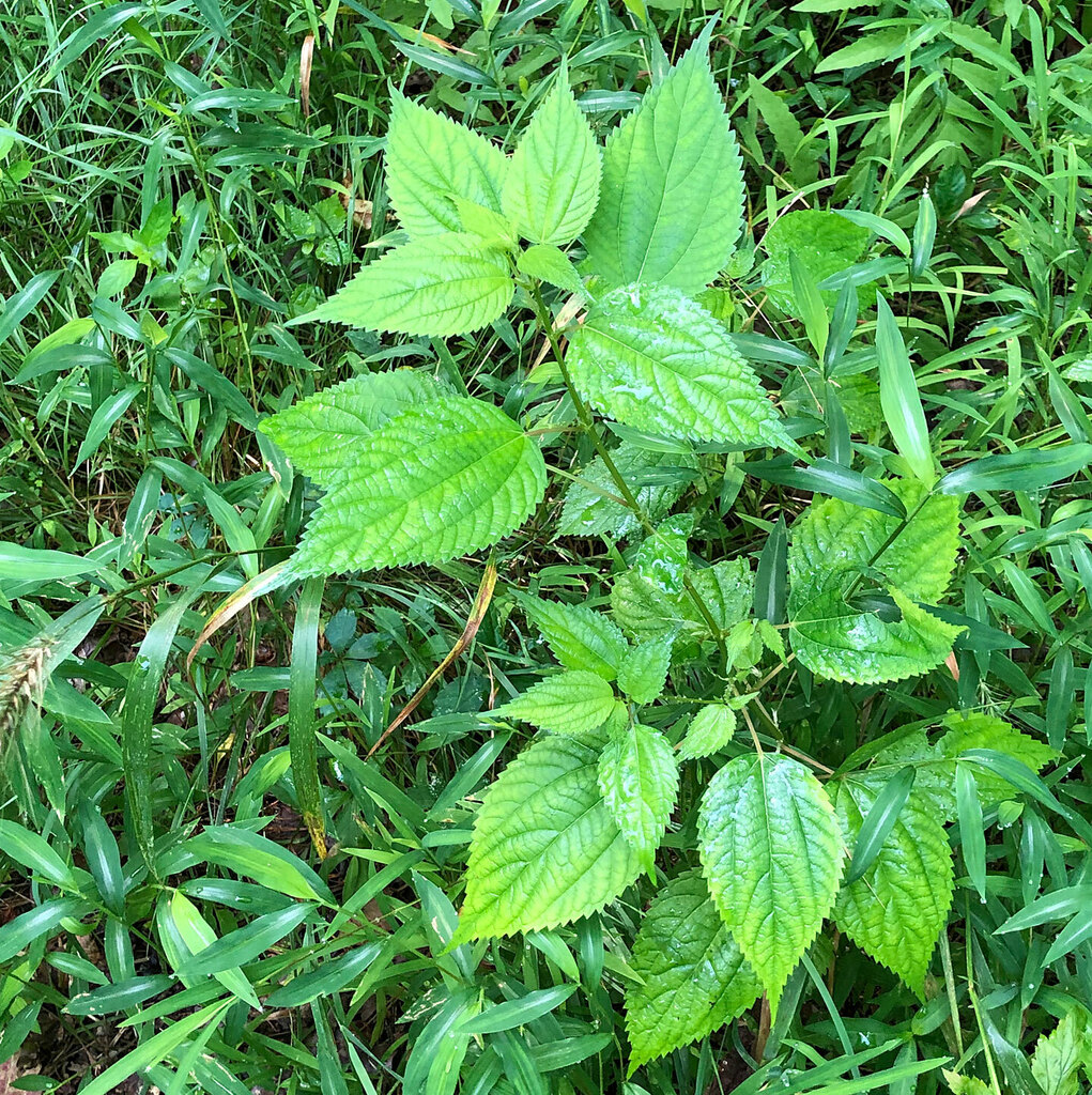 false nettle from Greene County, GA, USA on July 5, 2023 by Joan Knapp ...