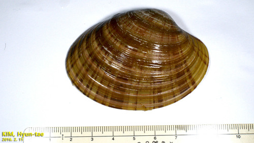 Callista chinensis · iNaturalist