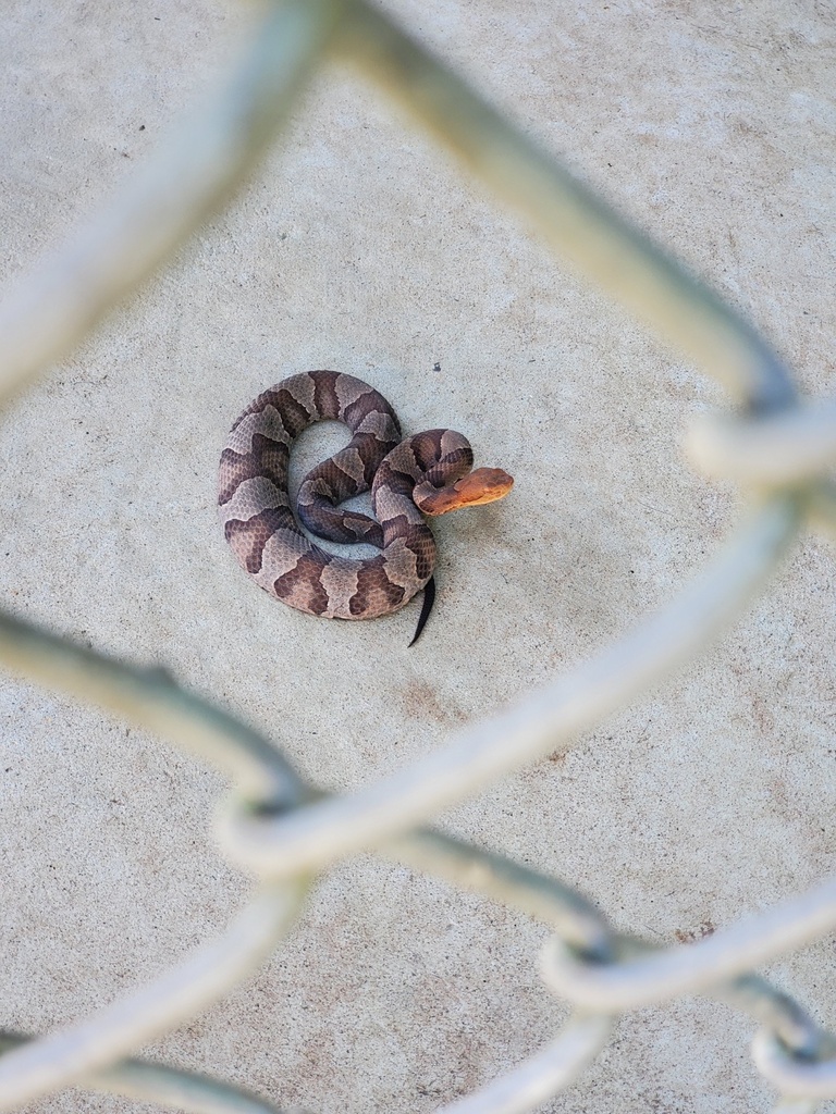 Eastern Copperhead from Mollahan Dr, New Martinsville, WV, US on June ...