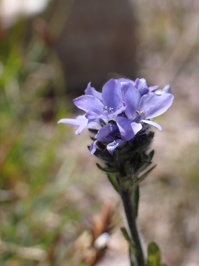 American alpine speedwell from Glacier County, MT, USA on July 5, 2023 ...