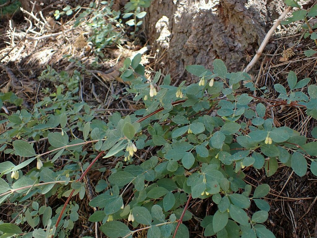 Symphoricarpos rotundifolius parishii from Riverside County, CA, USA on ...