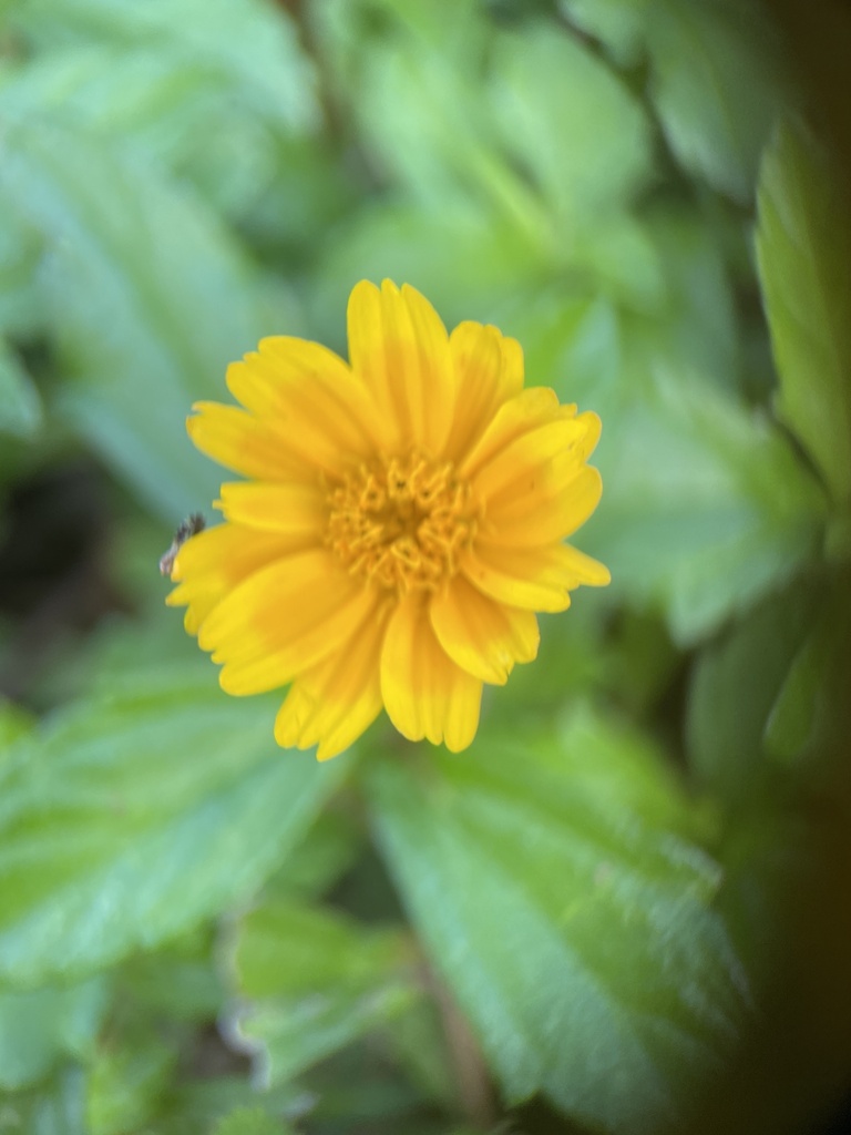 trailing daisy in July 2023 by suecee · iNaturalist