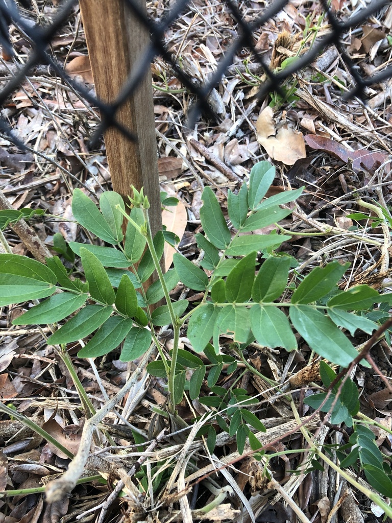scarlet powder-puff from Hawkesbury Rd, Anstead, QLD, AU on July 14 ...