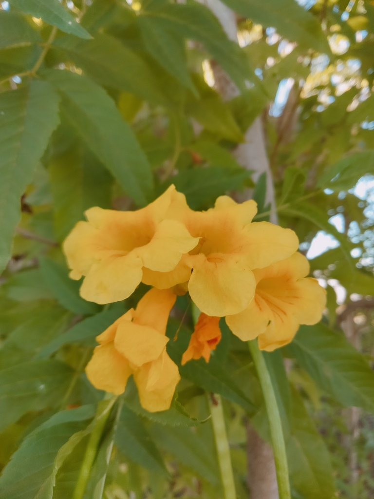 yellow trumpet flower from Thamarrurr, AU-NT, AU on July 14, 2023 at 08 ...