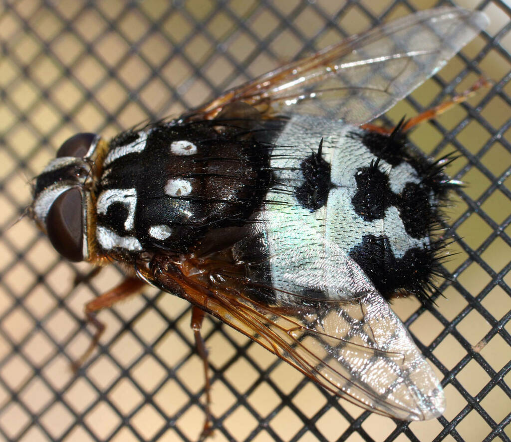 Black and White Giant Fly from Swan Reach SA 5354, Australia on ...