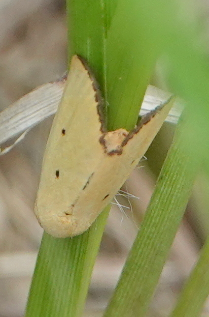 Black-bordered Lemon Moth from Harris County, TX, USA on July 11, 2023 ...