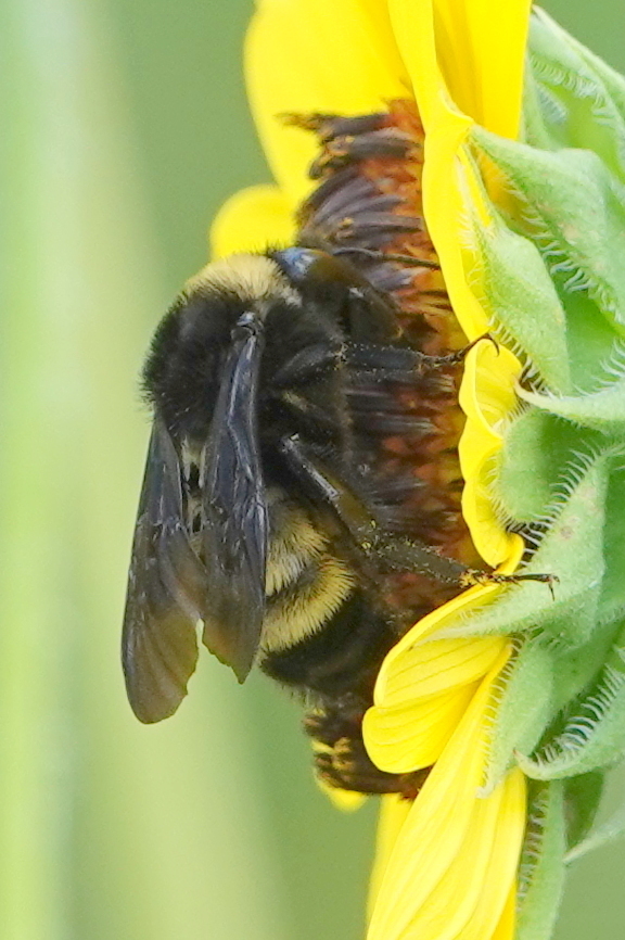 American Bumble Bee from South Acres / Crestmont Park, Houston, TX, USA ...