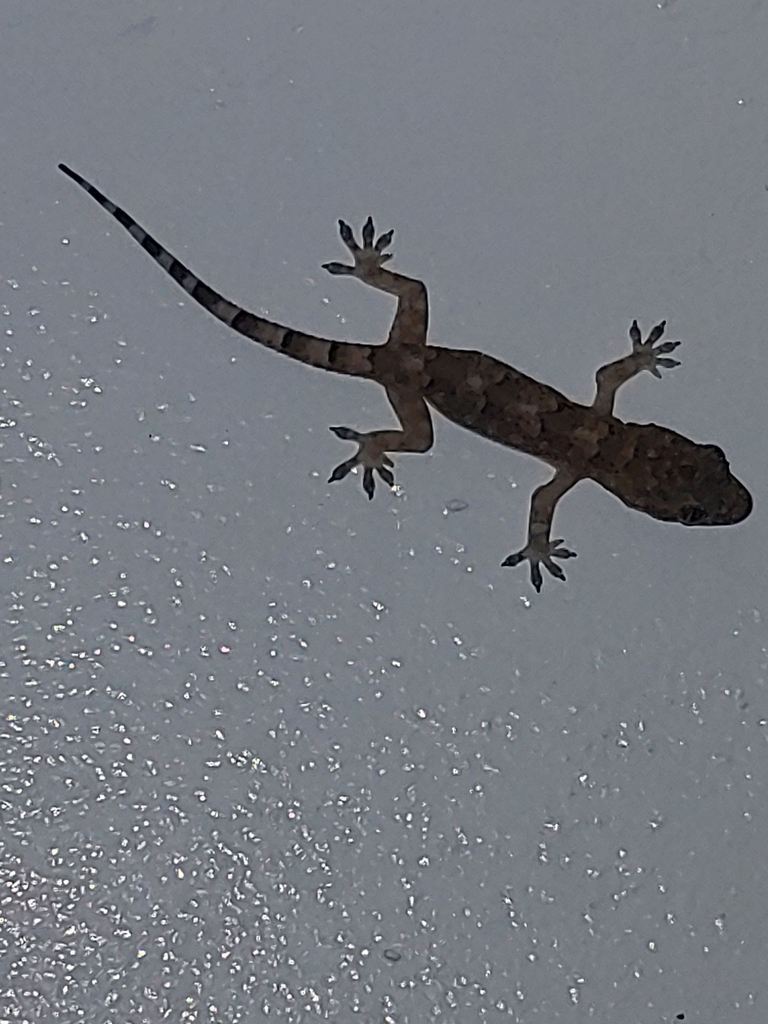 Tropical House Gecko from Grenada on July 13, 2023 at 06:49 PM by ...