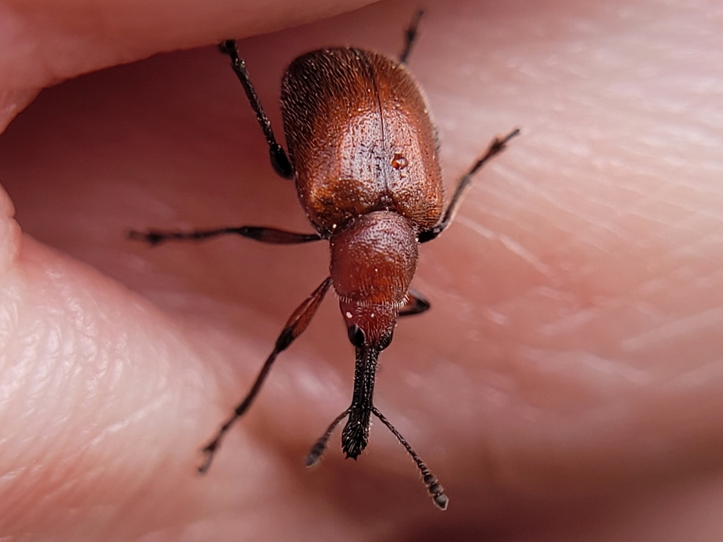 Rose Curculio from Bellvue, CO 80512, USA on July 12, 2023 at 05:11 PM ...