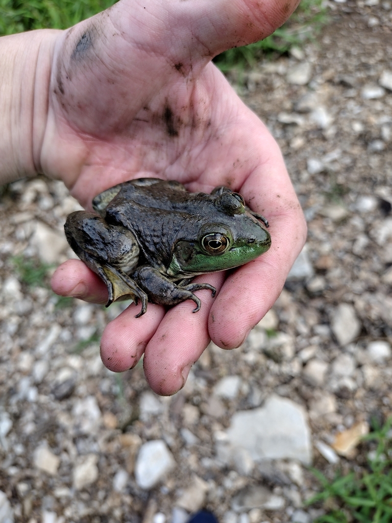 American Bullfrog from Spencer Creek Township, MO, USA on July 13, 2023 ...