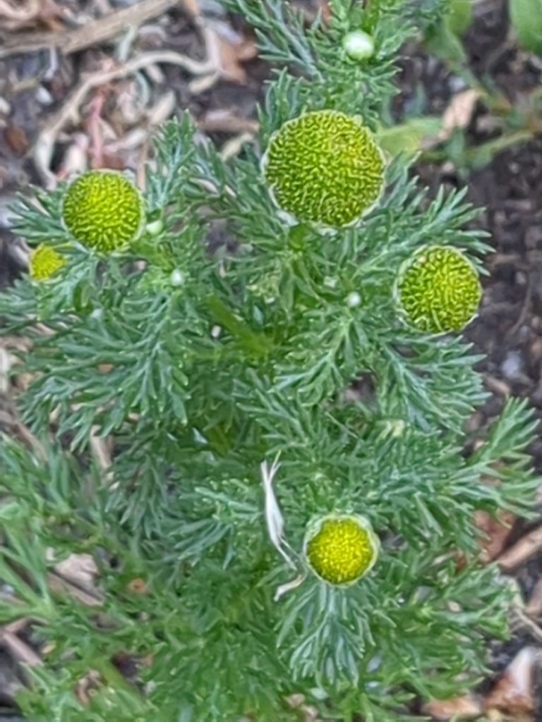 pineapple-weed from Olympic Hills, Seattle, WA 98125, USA on July 13 ...