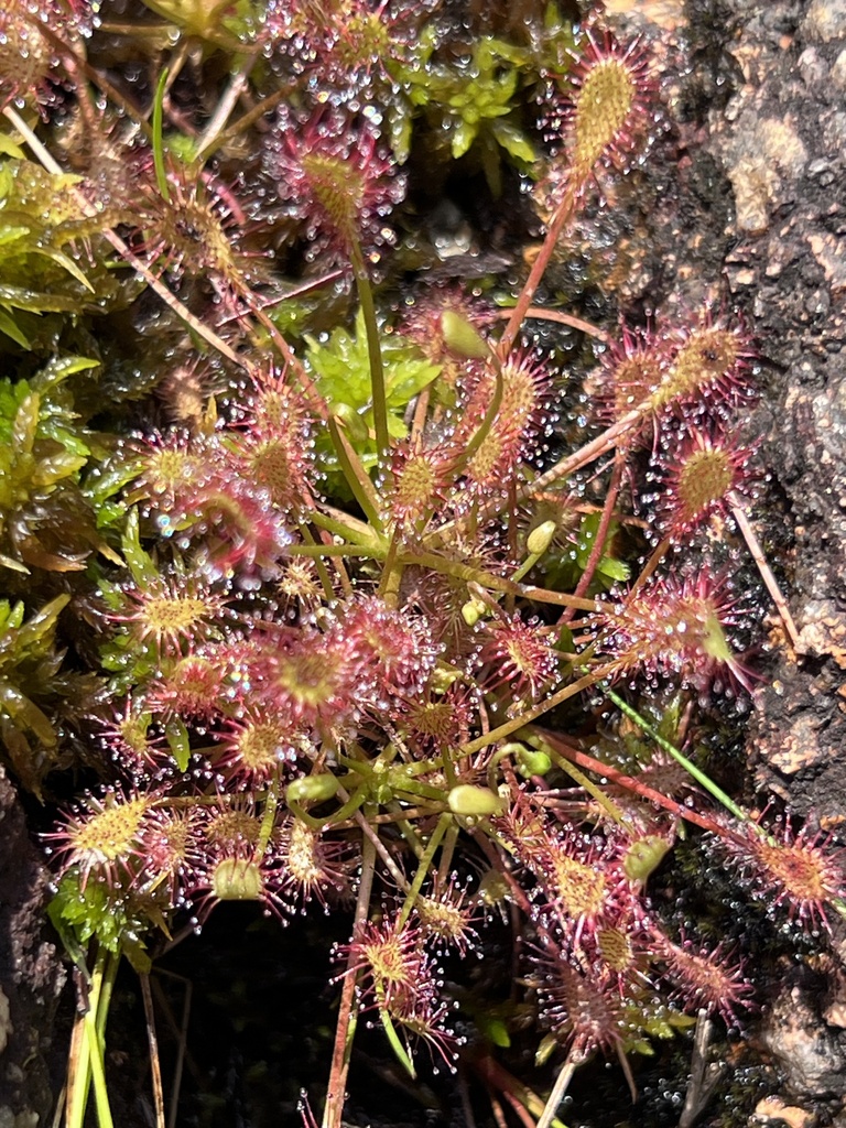 spoonleaf sundew from Mt Desert, ME, USA on July 13, 2023 at 10:49 AM ...
