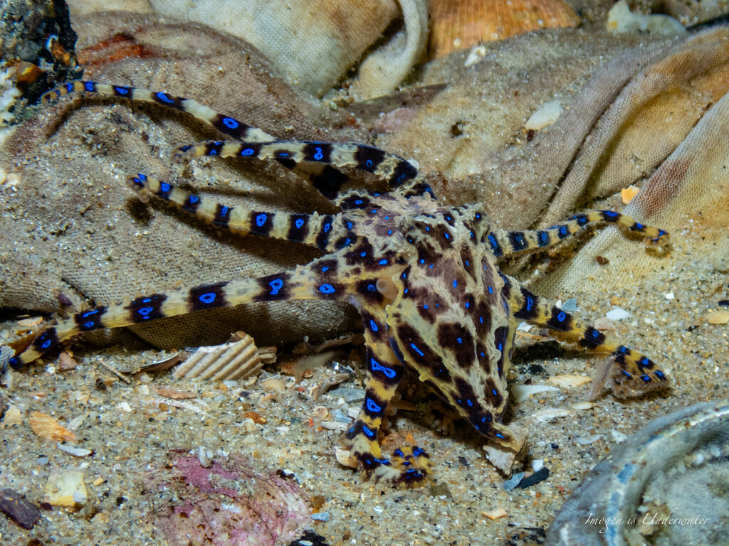Lesser Blue-ringed Octopus from Victoria, Australia on July 11, 2023 at ...