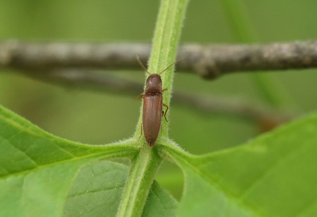 Click Beetles from Somers, CT, USA on May 12, 2023 at 02:50 PM by ...