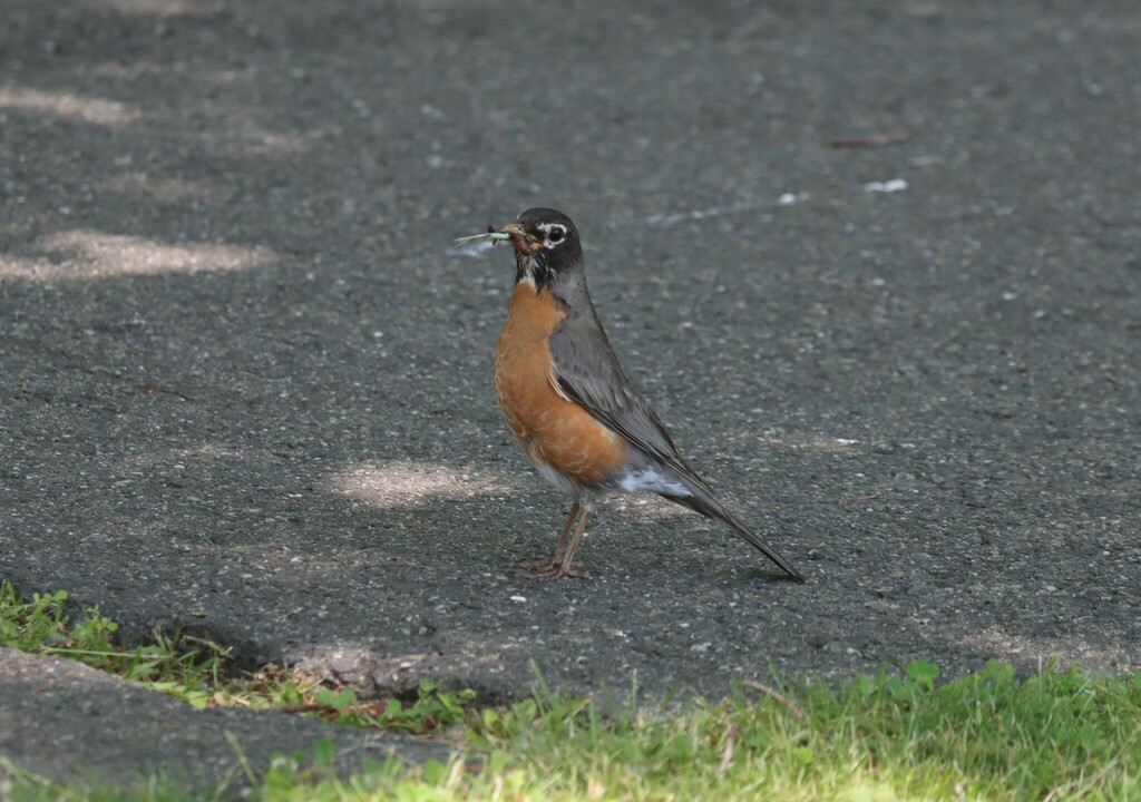 American Robin from Forest Park, Springfield, MA, USA on May 27, 2023 ...