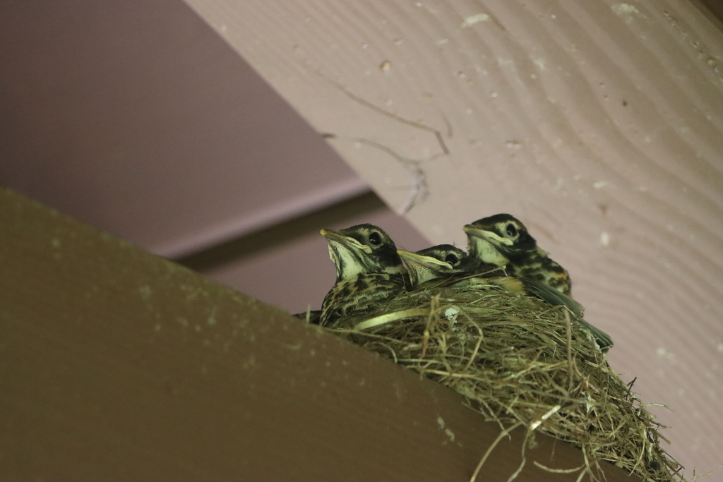 American Robin from Forest Park, Springfield, MA, USA on May 27, 2023 ...