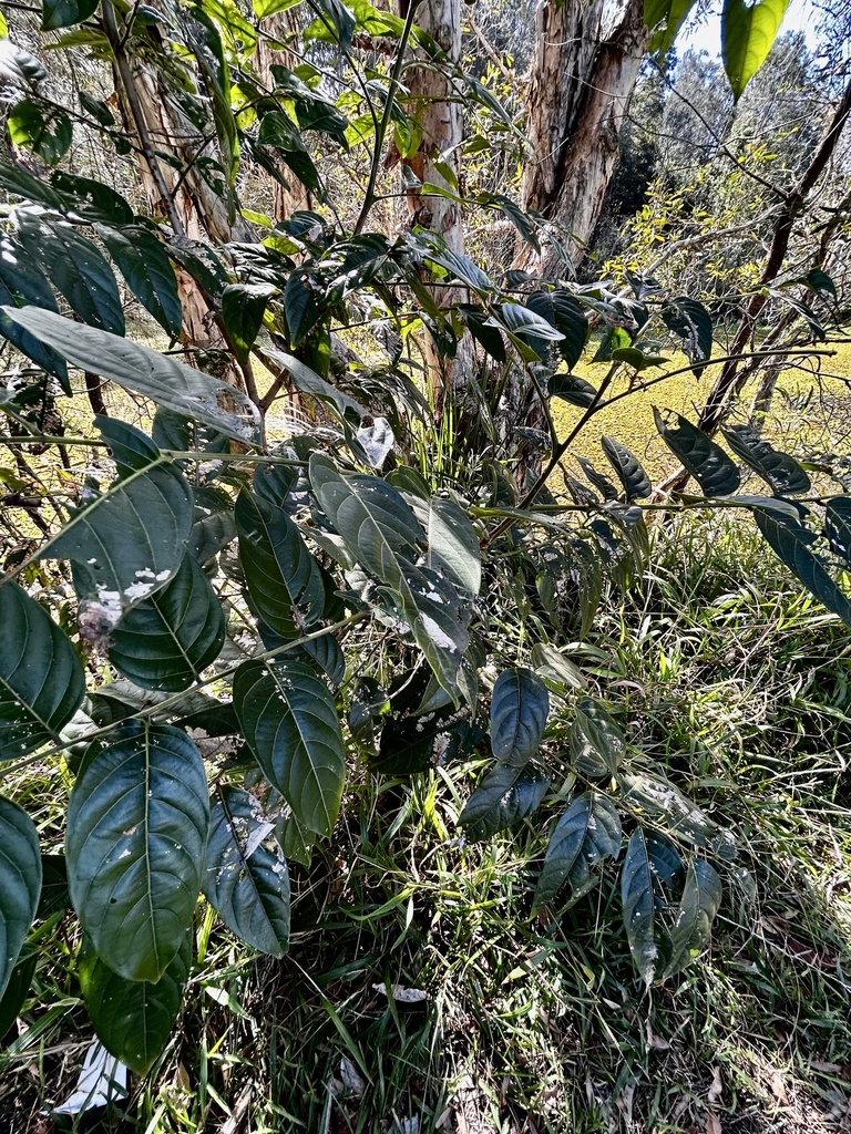 umbrella cheese tree from Bicentennial Gardens, Ballina, NSW, AU on ...
