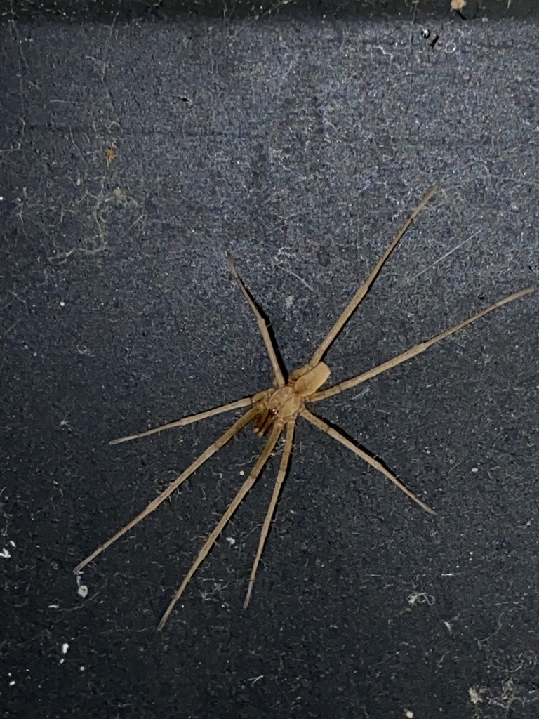 Kukulcania from Joshua Tree National Park, Twentynine Palms, CA, US on ...