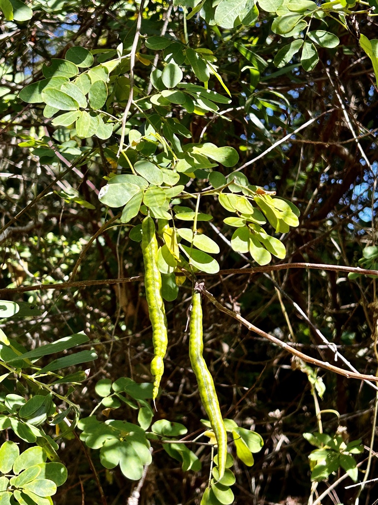 Christmas Senna from Ballina, NSW, AU on July 13, 2023 at 11:24 AM by ...