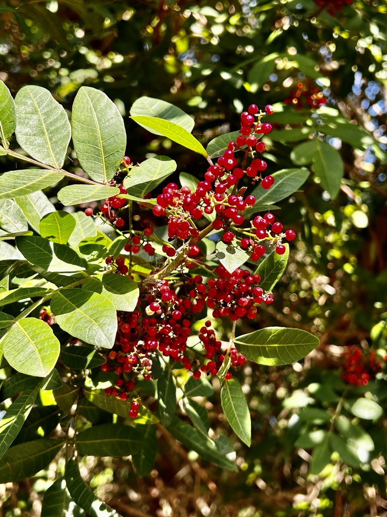 Brazilian pepper from Ballina, NSW, AU on July 13, 2023 at 11:24 AM by ...