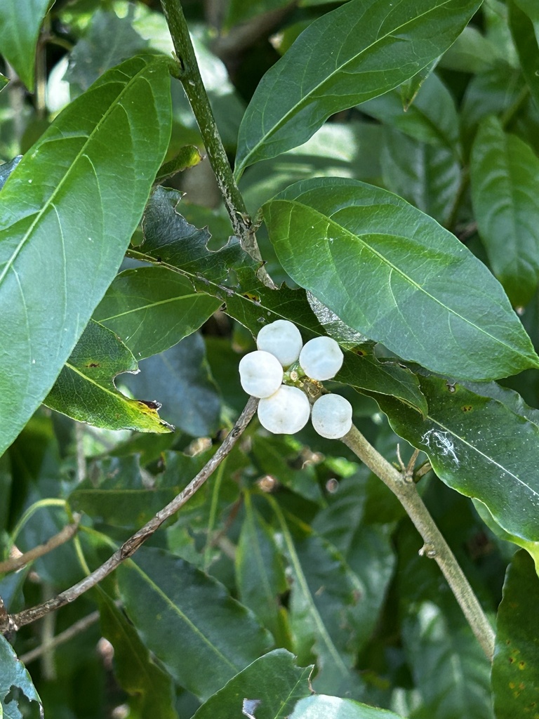 night jessamine from Ballina, NSW, AU on July 13, 2023 at 10:40 AM by ...