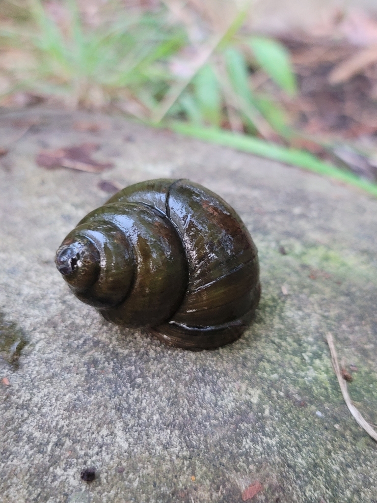 Chinese Mystery Snail from Halifax, NS B3M 3H7, Canada on July 13, 2023 ...