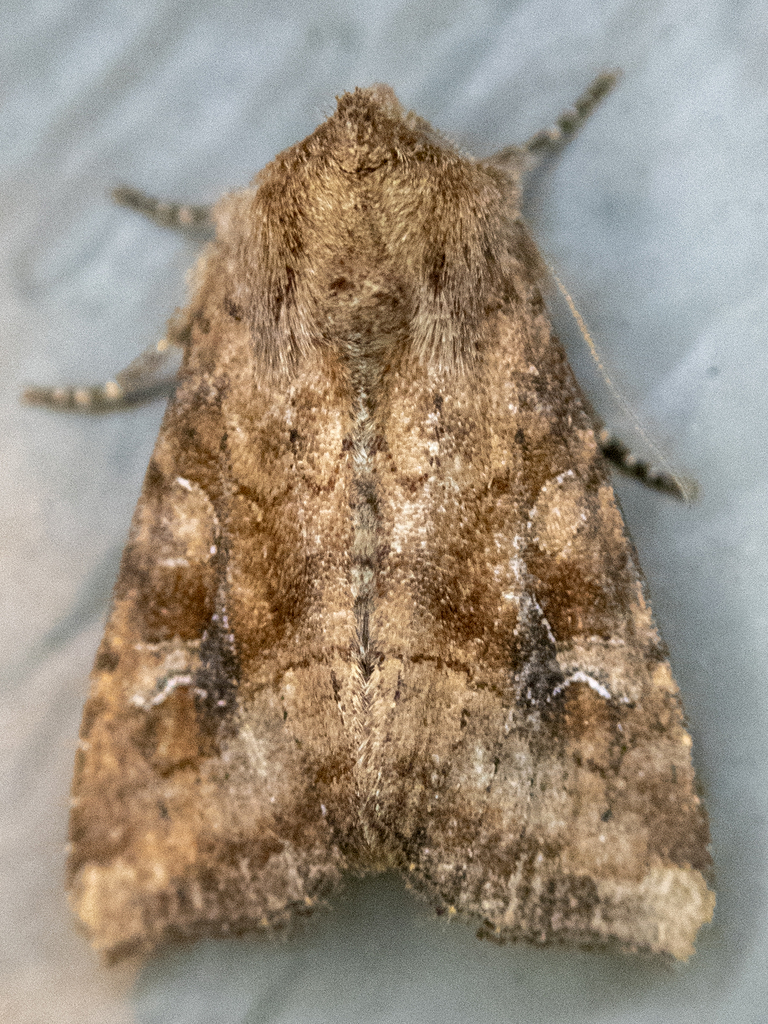 Veiled Ear Moth from Shepard Settlement, Onondaga County, NY, USA on ...