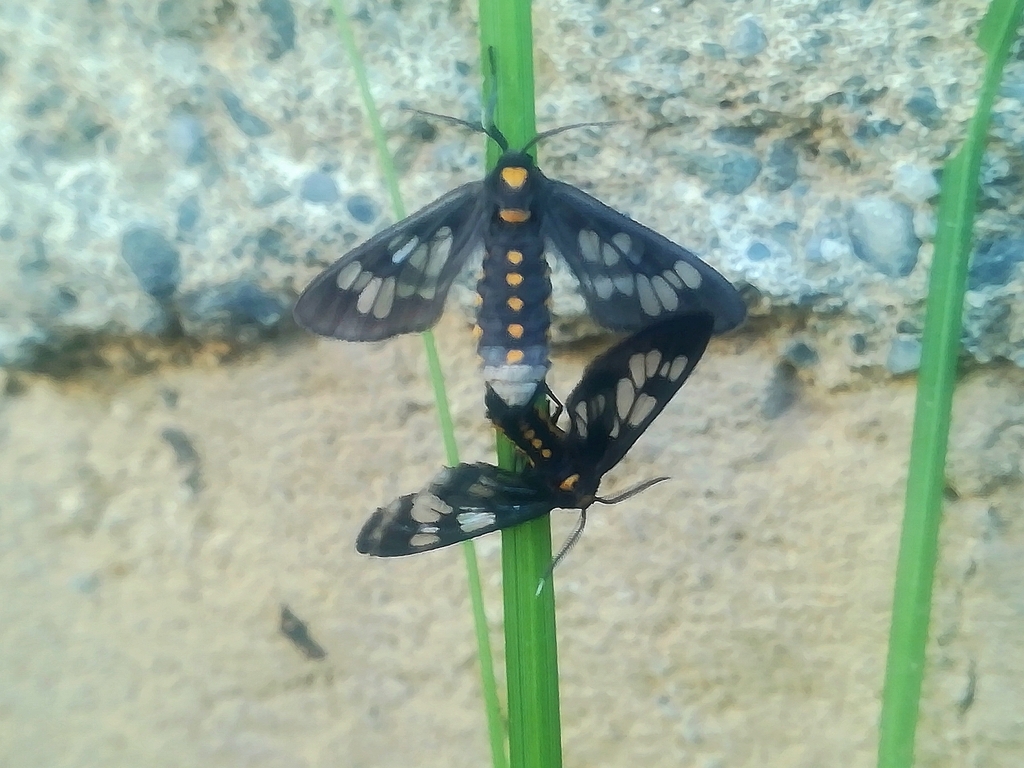Eressa confinis from Plot 1512, TIP Housing Colony Tip Housing Colony ...