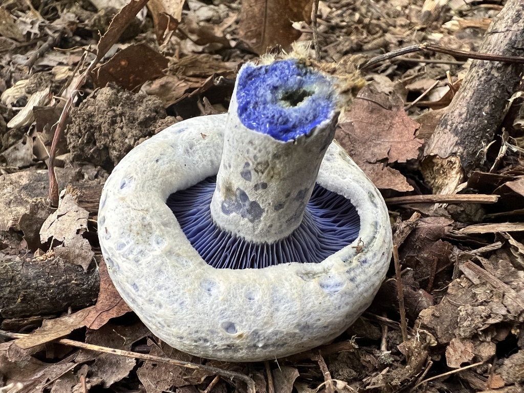 indigo milk cap from O'Henry Ln, Nashville, IN, US on July 13, 2023 at ...