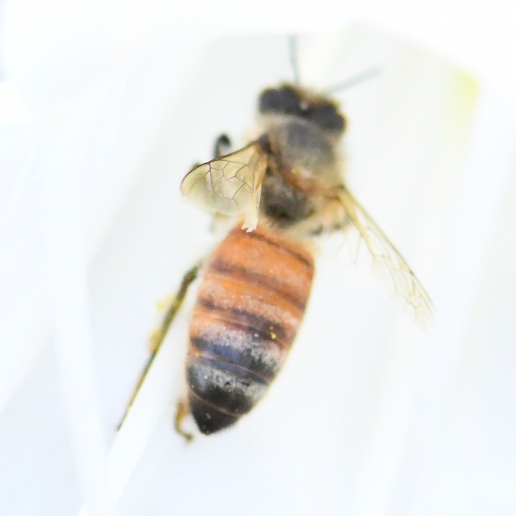 Western Honey Bee in June 2023 by Penguin. on spider lily · iNaturalist