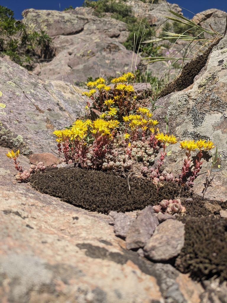 Orpine Stonecrop from Brighton, UT 84121, USA on July 9, 2023 at 04:50 ...