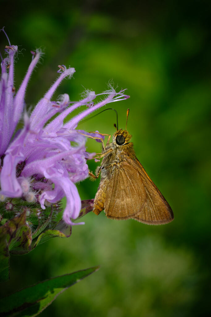 Skippers from Rice County, MN, USA on July 9, 2023 at 02:45 PM by ...