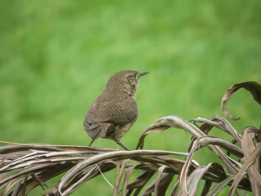 House Wren from Costa Azul, Suba, Bogotá, Bogota, Colombia on July 7 ...