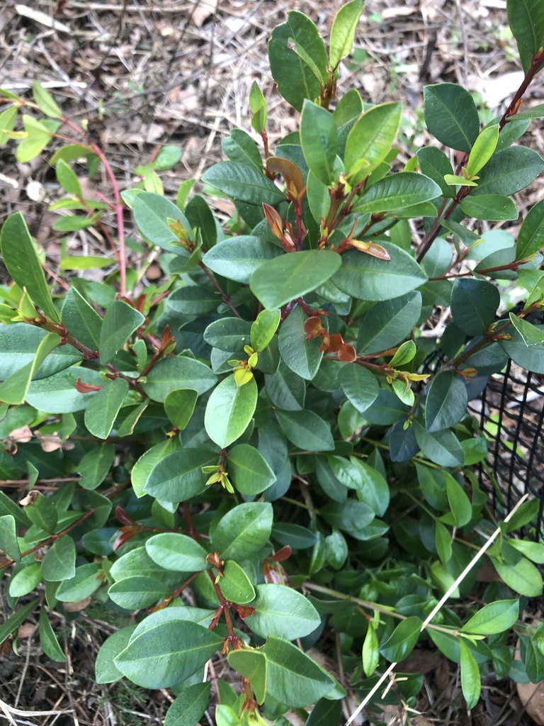 scrub cherry from Hawkesbury Rd, Anstead, QLD, AU on July 14, 2023 at ...