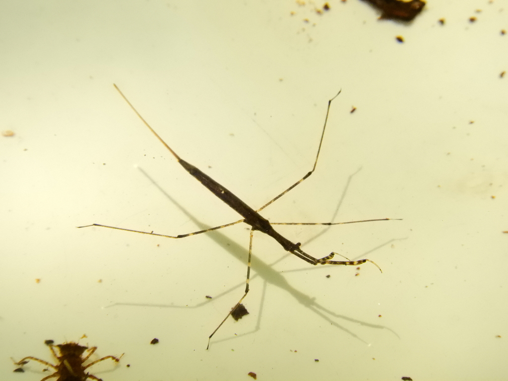 Ranatra from Kershaw County, SC, USA on July 12, 2023 at 01:23 PM by ...