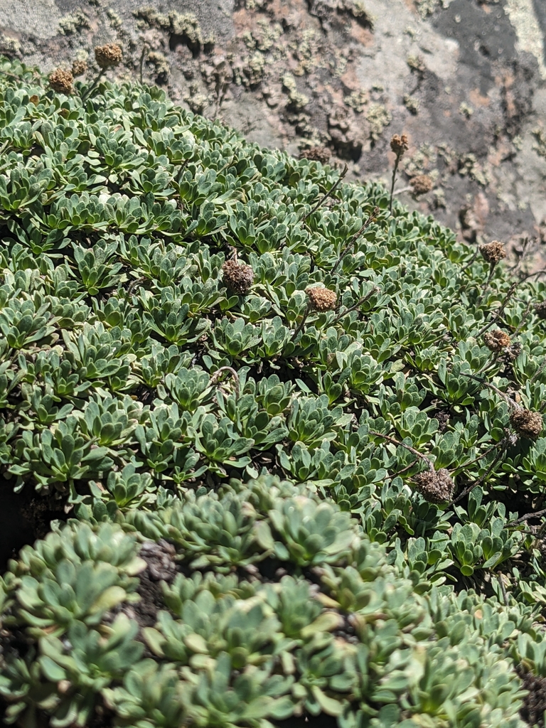 mat rock spiraea from Brighton, UT 84121, USA on July 9, 2023 at 04:50 ...