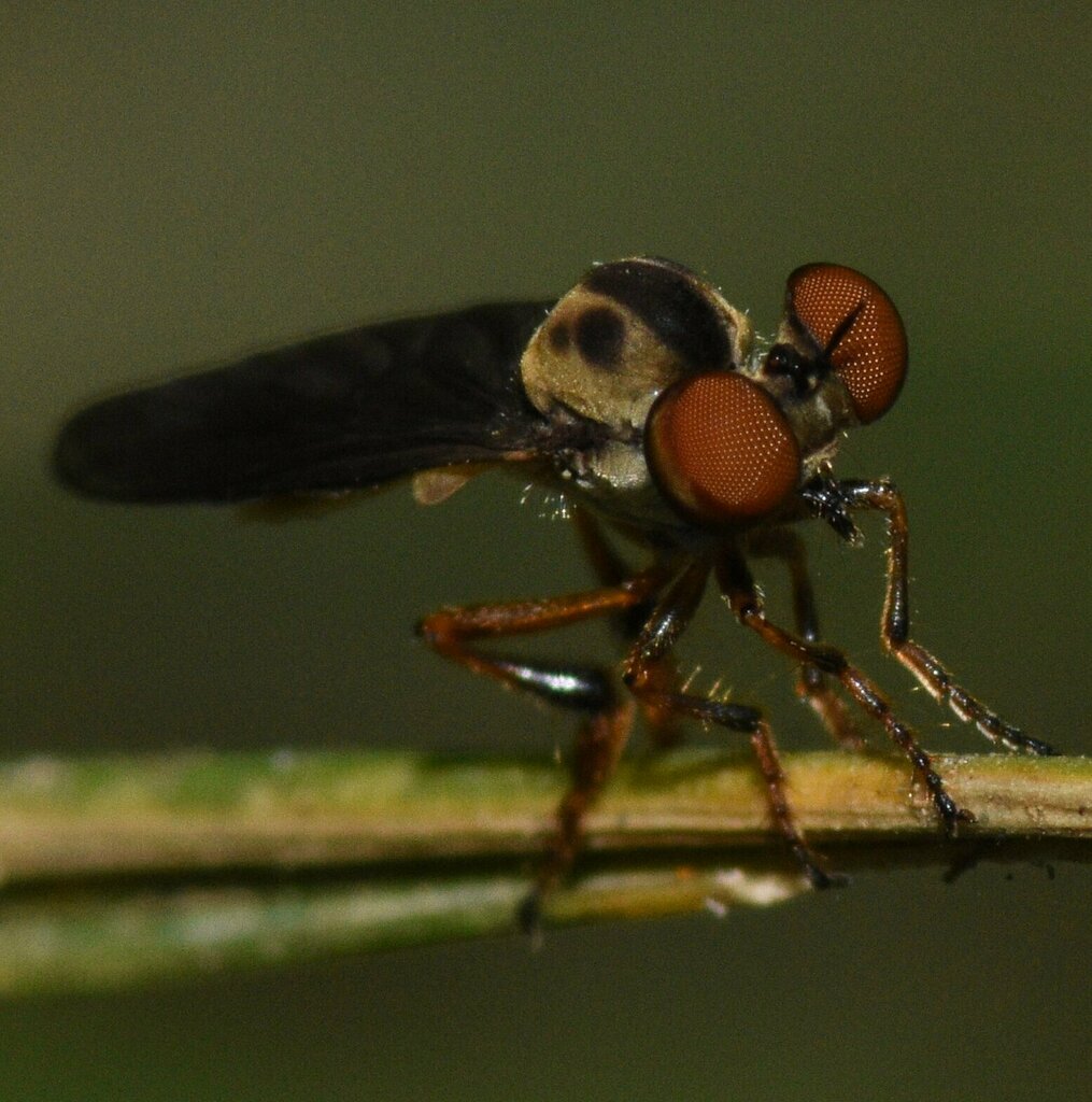 Gnat Ogres from Catonsville, MD, USA on July 12, 2023 at 11:28 AM by ...