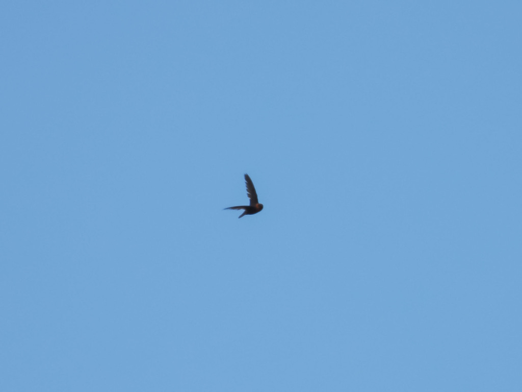 Chestnut-collared Swift from Fúquene, Cundinamarca, Colombia on July 9 ...