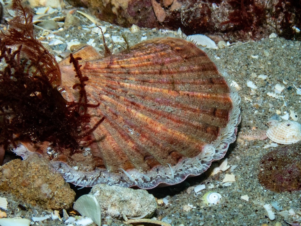 Commercial Scallop from Melbourne VIC, Australia on July 12, 2023 at 11 ...