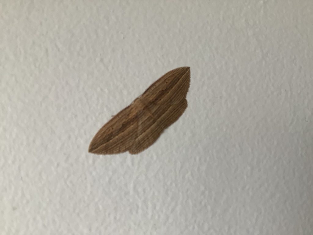 Cabbage tree moth from North Shore, Auckland, New Zealand on July 14 ...